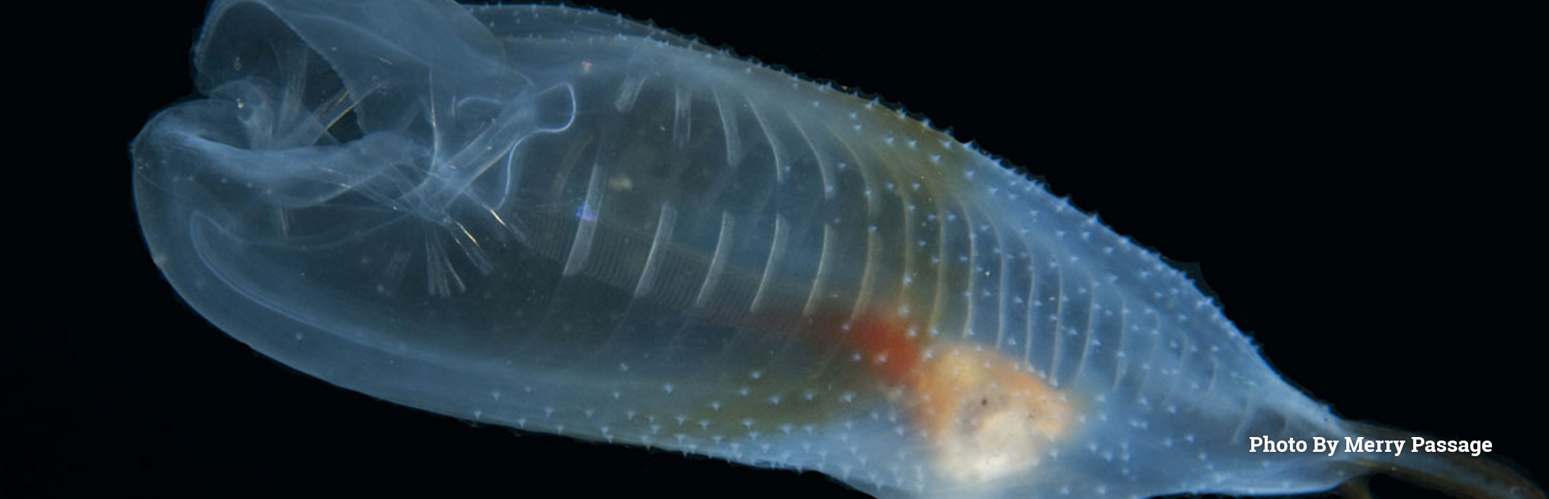 California Coastal Commission